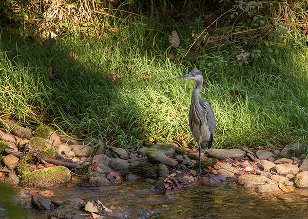 The 9 best places to see wildlife around the world